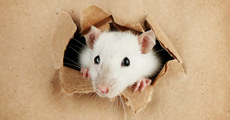 “You dirty RAT” – Spy versus Spy in the cybercrime underworld